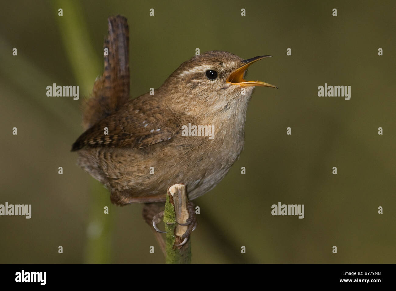 Wren uk hi-res stock photography and images - Alamy