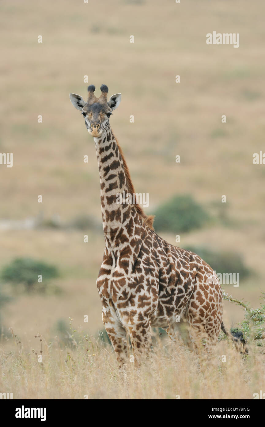 Maasai giraffe - Masai giraffe (Giraffa camelopardalis tippelskirchi ...