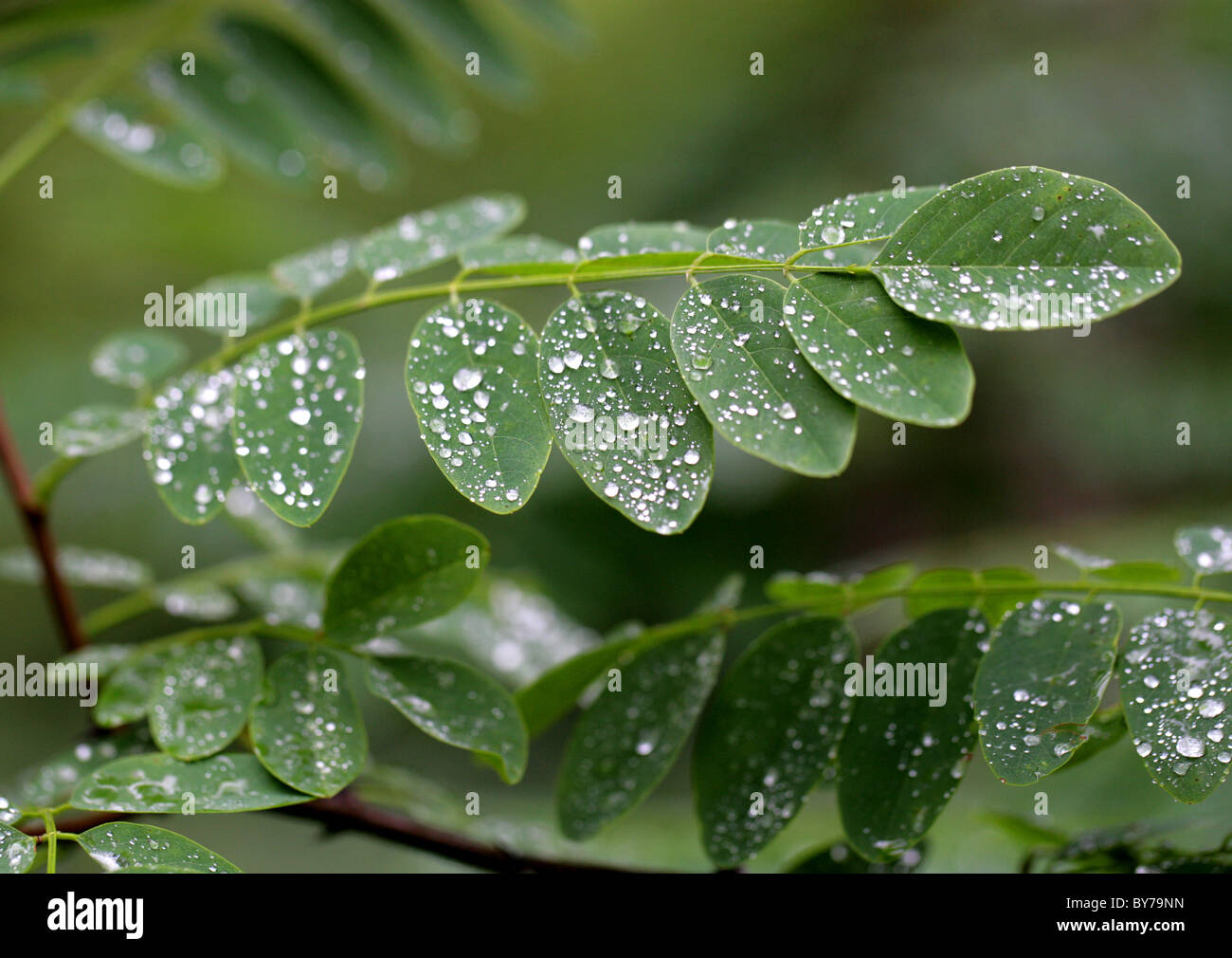 Black locust tree hi-res stock photography and images - Alamy