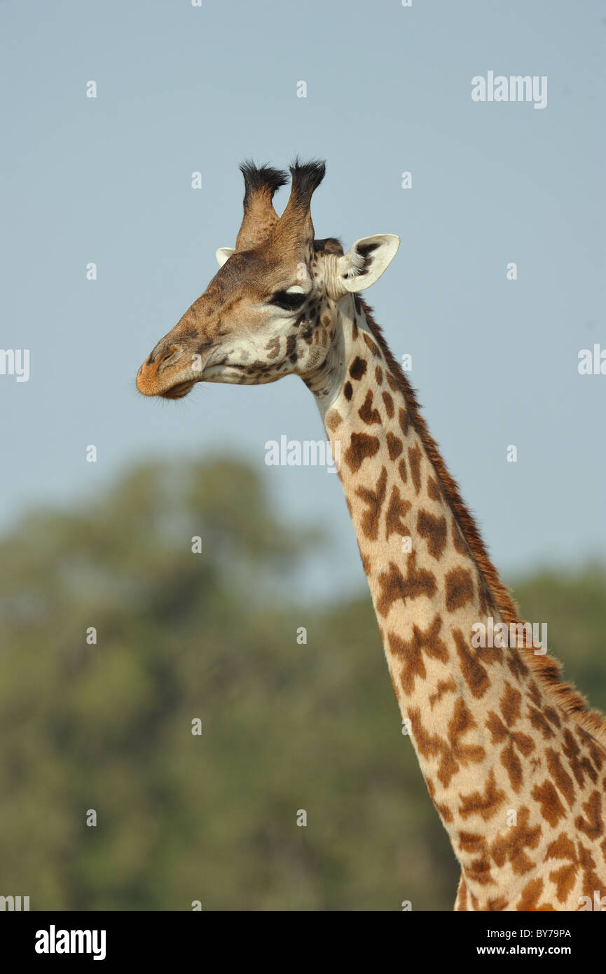 Maasai giraffe - Masai giraffe (Giraffa camelopardalis tippelskirchi ...