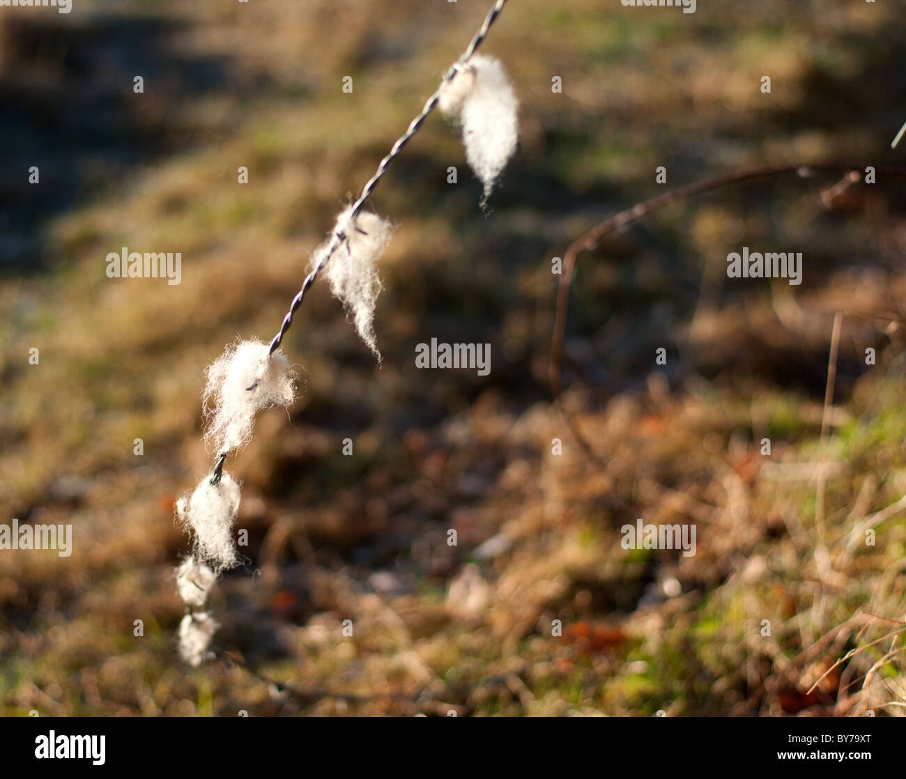 Wool on Barbed Wire Stock Photo - Alamy