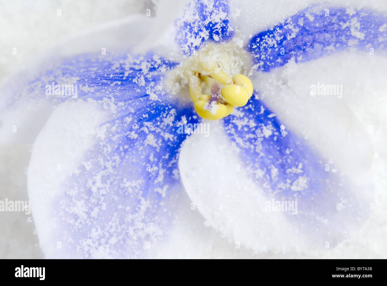 Violet winter hi-res stock photography and images - Alamy