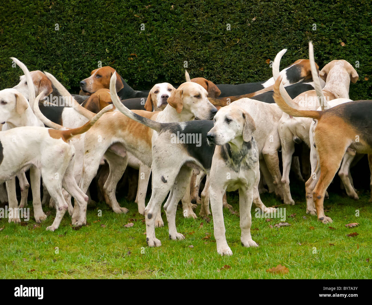 English foxhounds hi-res stock photography and images - Alamy