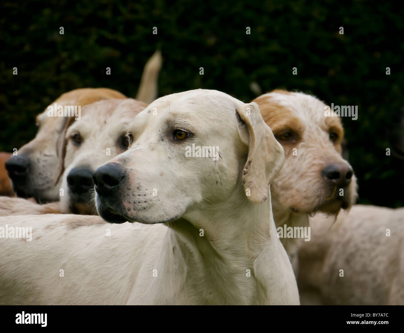 Don hunt hi-res stock photography and images - Alamy