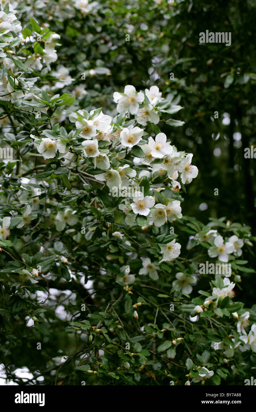 Eucryphia hi-res stock photography and images - Alamy