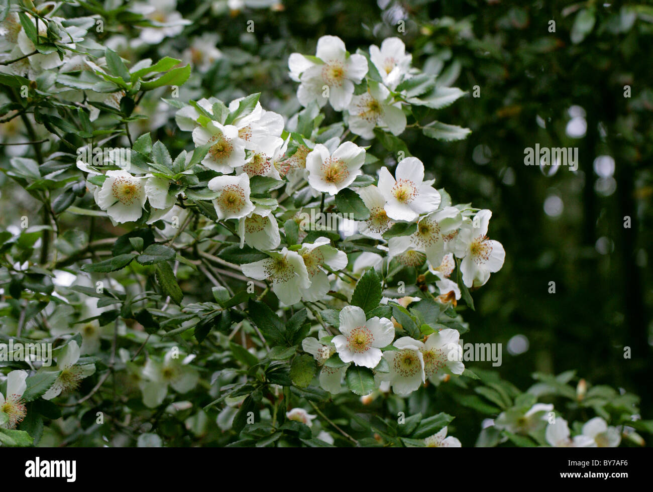 Native trees argentina hi-res stock photography and images - Alamy