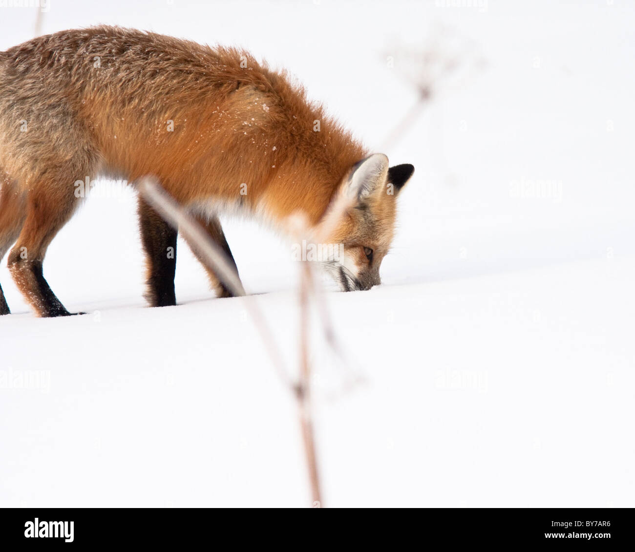 Red Fox during winter Stock Photo - Alamy