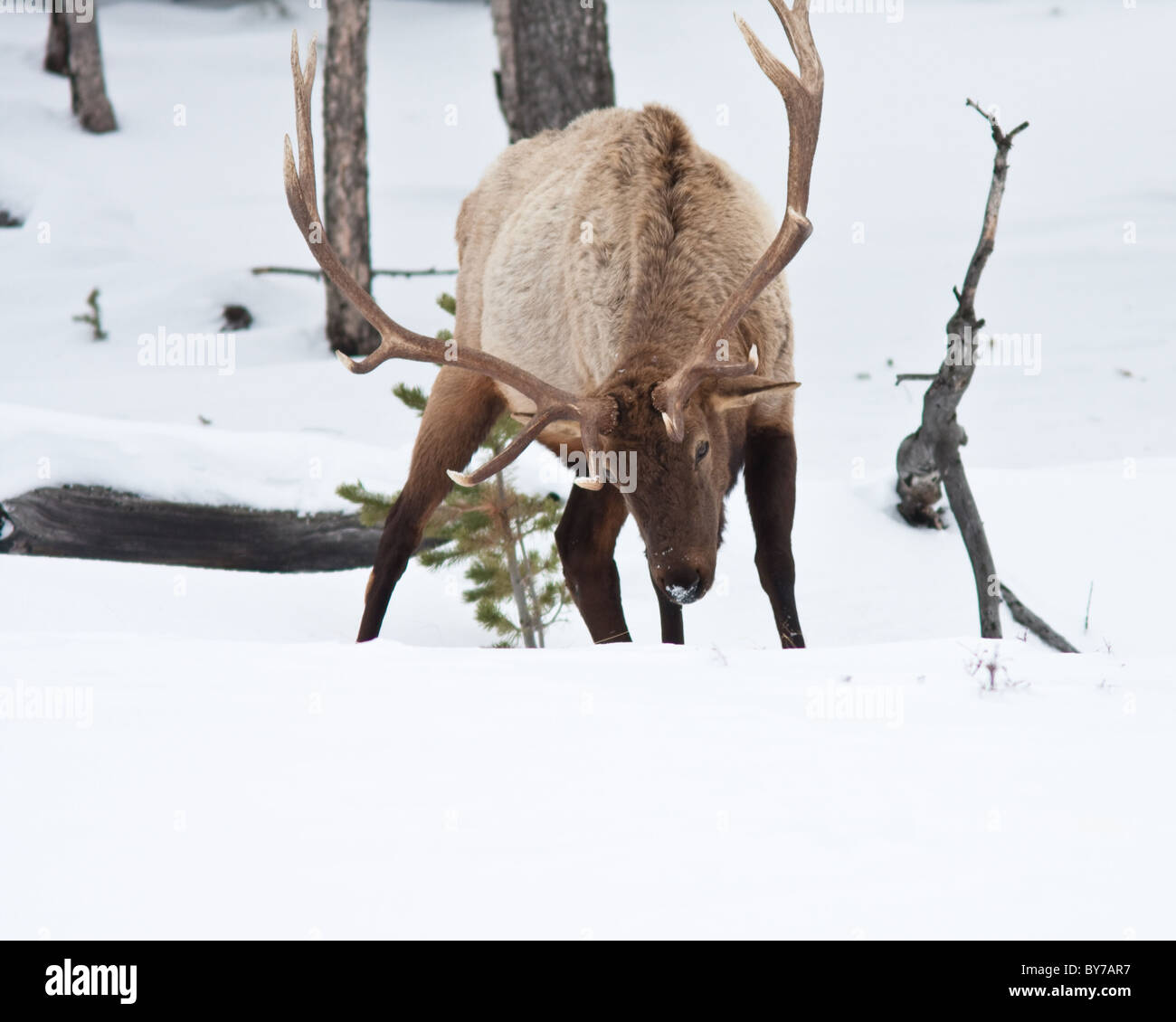 Bull Elk during winter Stock Photo - Alamy