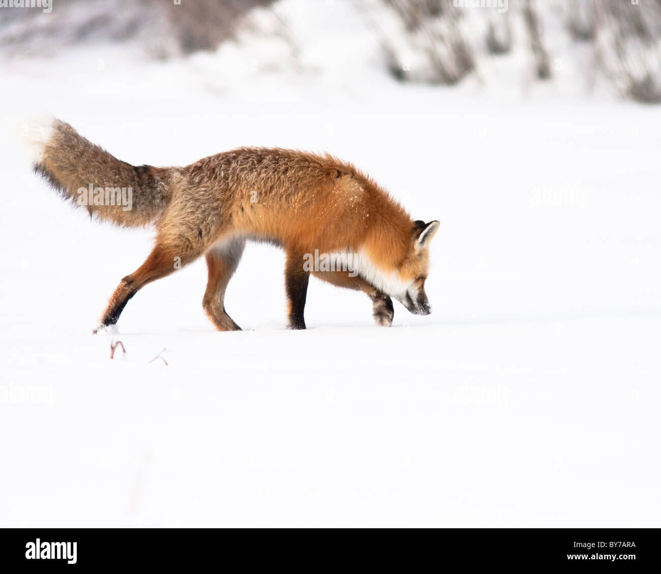 Red Fox during winter Stock Photo - Alamy