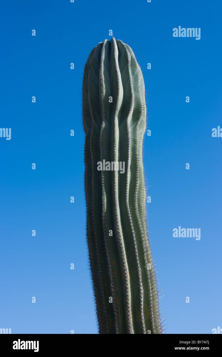 Cactus against blue sky Stock Photo - Alamy