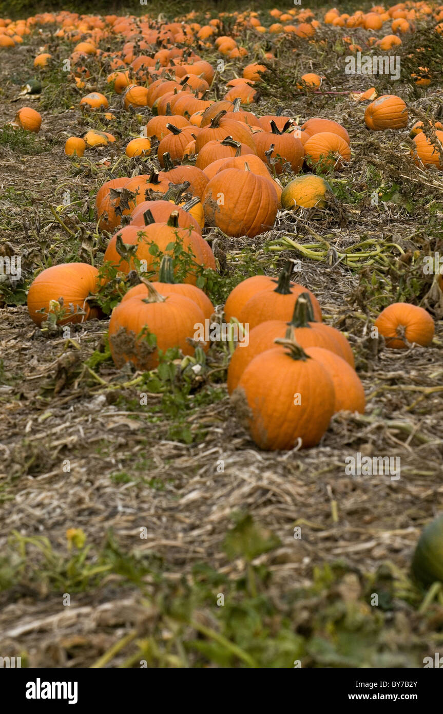 Field in fall hi-res stock photography and images - Alamy