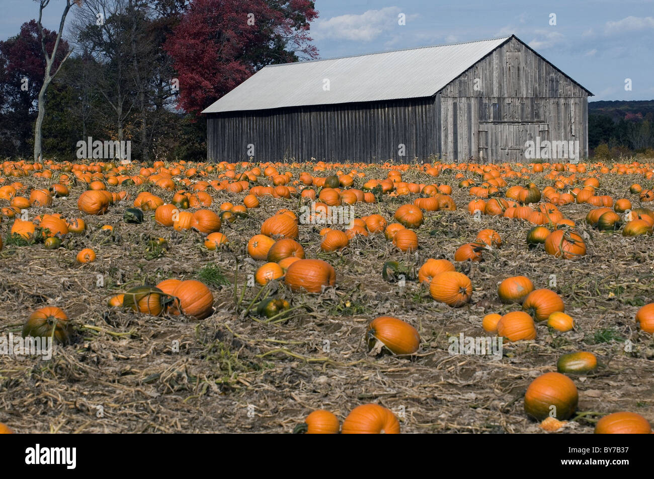 Field in fall hi-res stock photography and images - Alamy