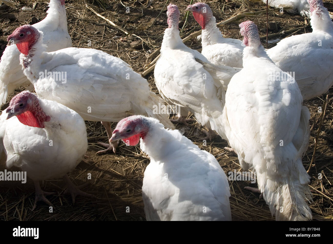 Flock of Turkeys before Thanksgiving Stock Photo - Alamy