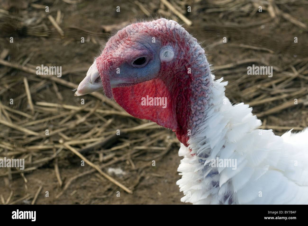 Turkey waiting for Thanksgiving Stock Photo - Alamy