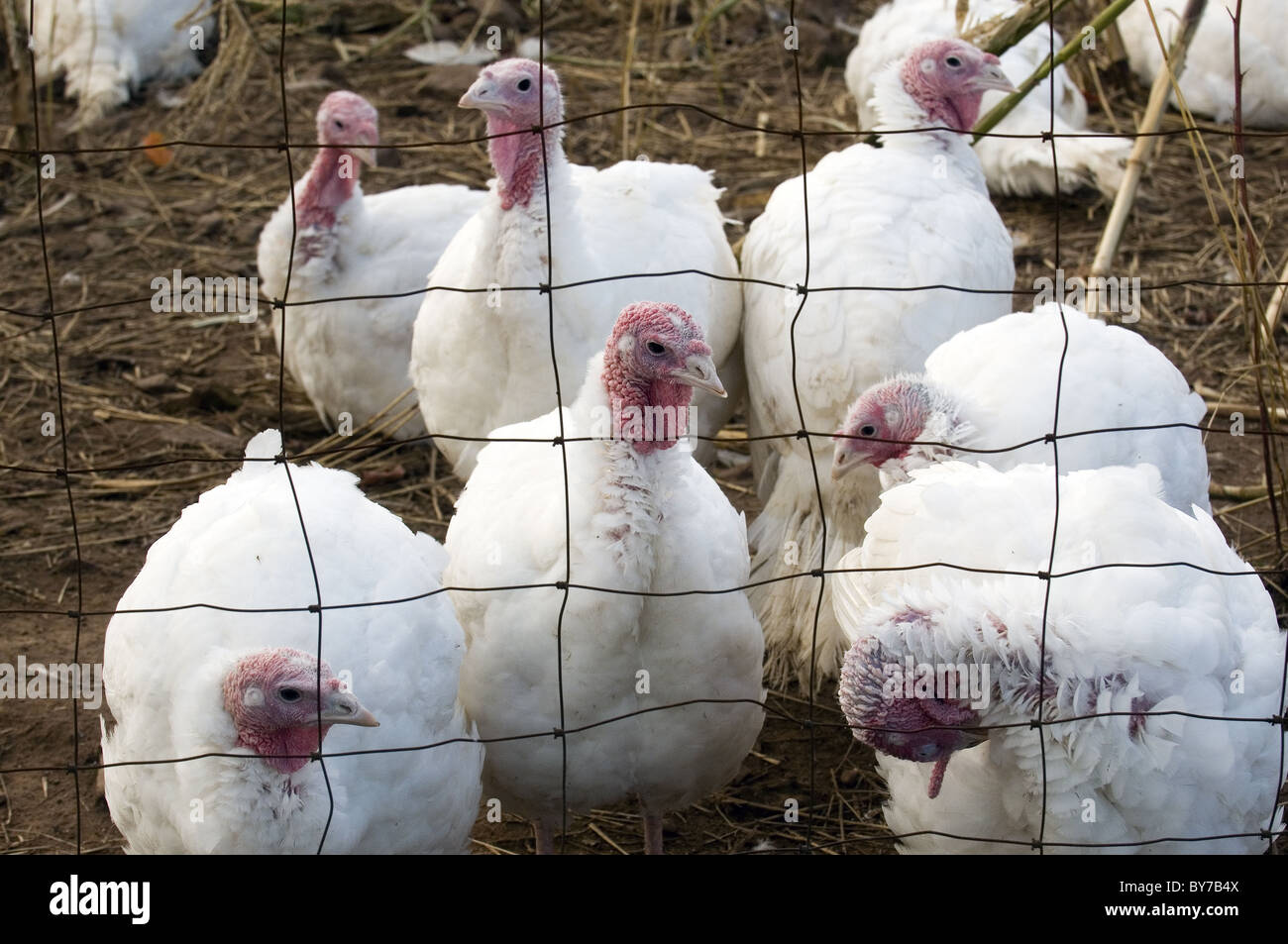 Flock turkeys hi-res stock photography and images - Alamy