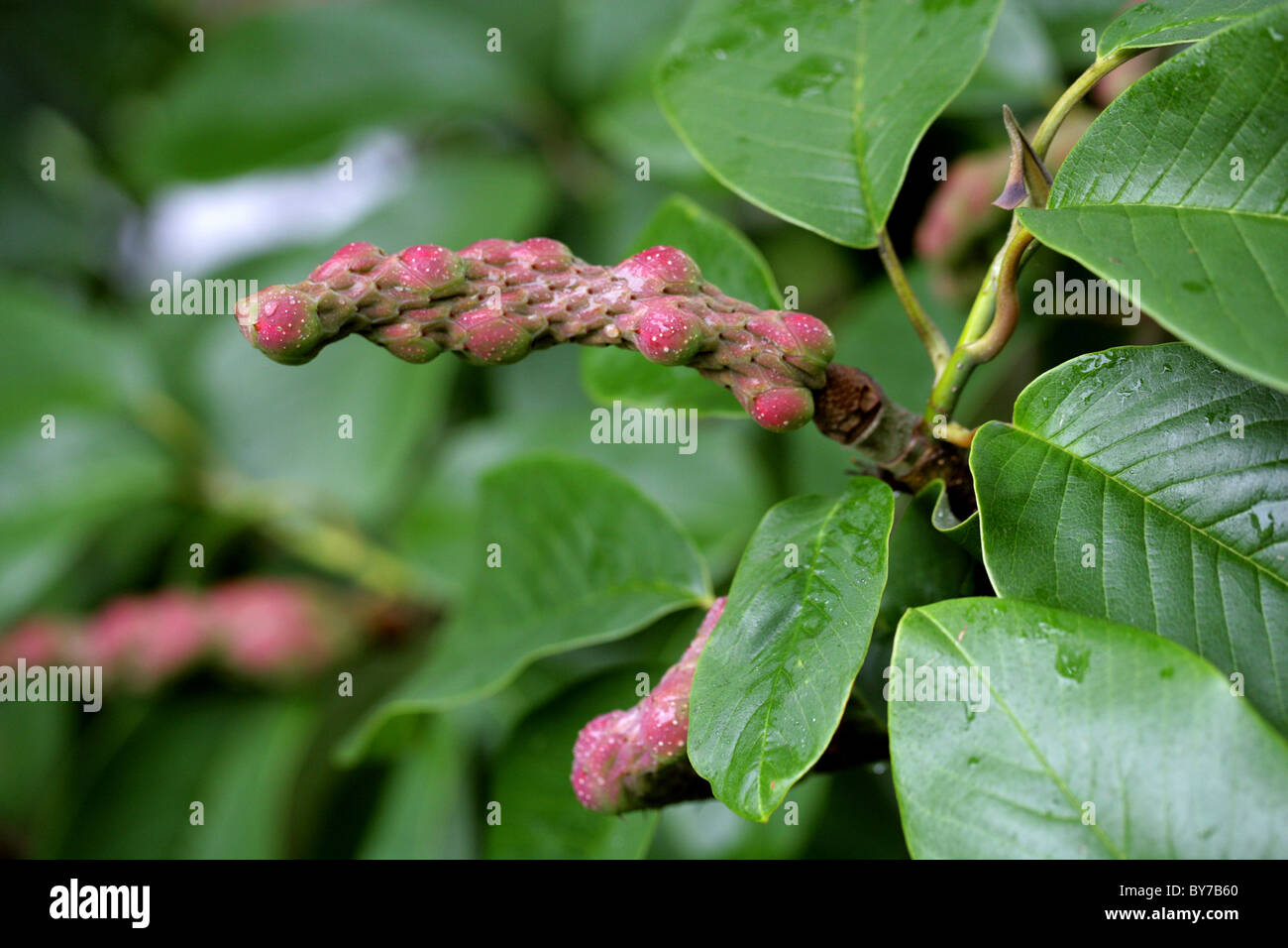 Magnolia seed pod hi-res stock photography and images - Alamy