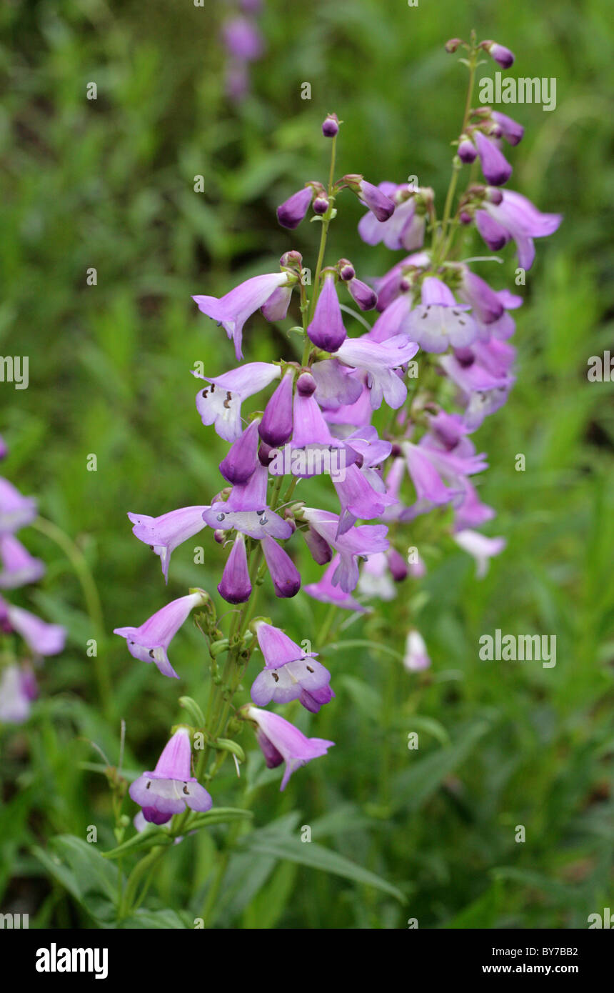 Beard-tongue, Penstemon Hybrid "Alice Hindley", Plantaginaceae ...