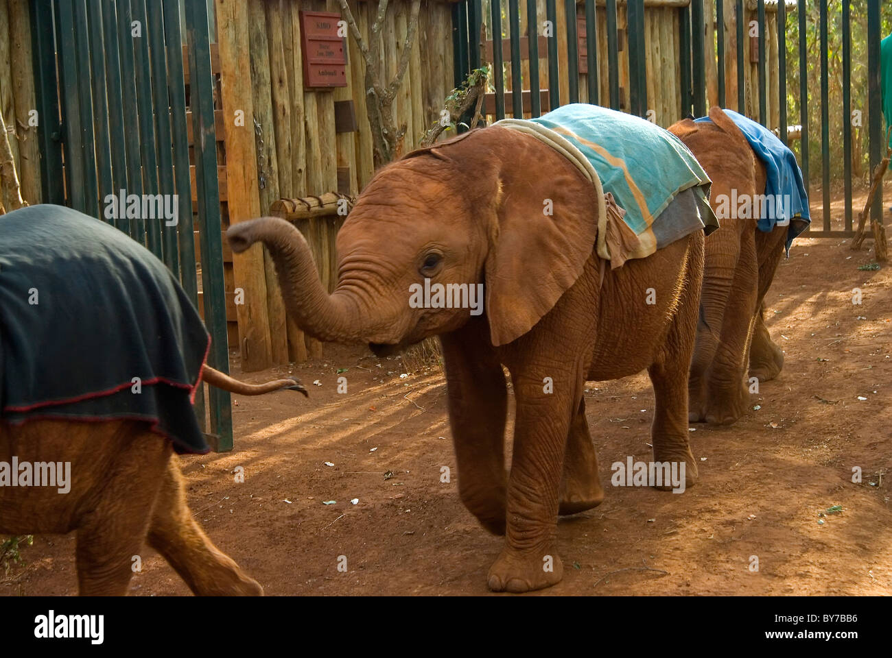Baby elephants with blankets on their back walking in a queue in the ...