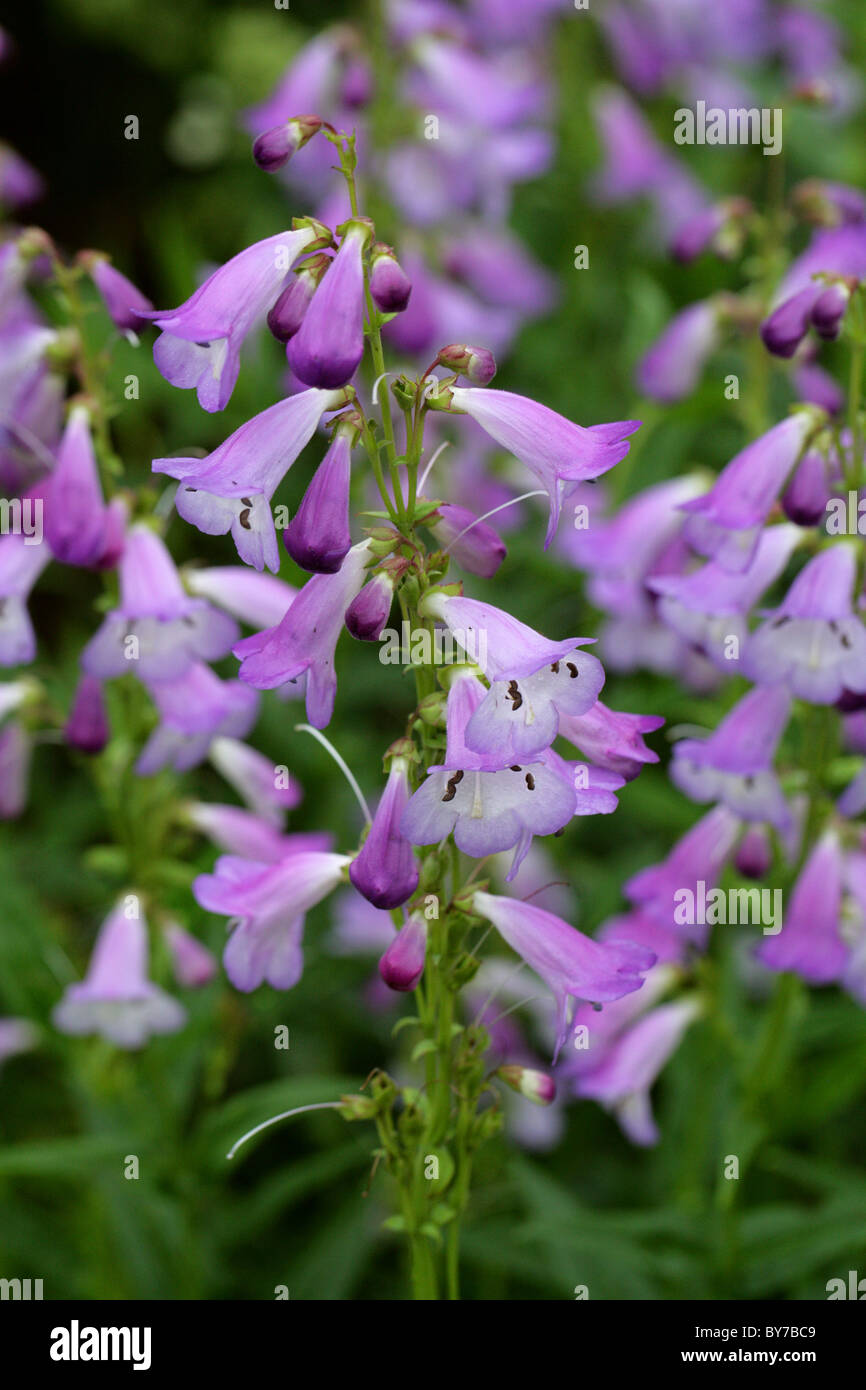 Beard-tongue, Penstemon Hybrid "Alice Hindley", Plantaginaceae ...