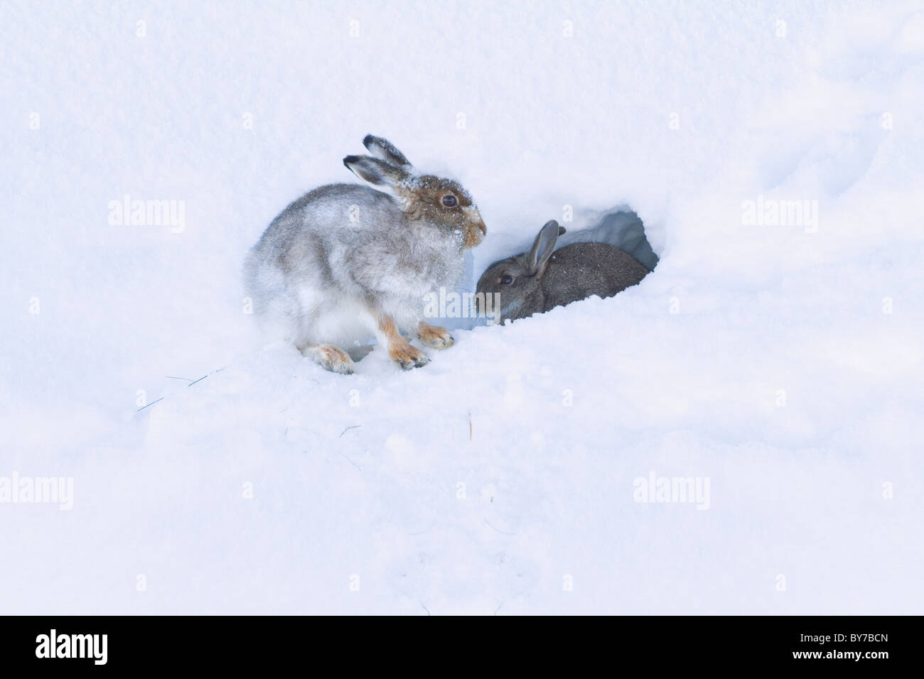 Mountain Hare in snowy Lammermuir Hills near Longformacus in the ...