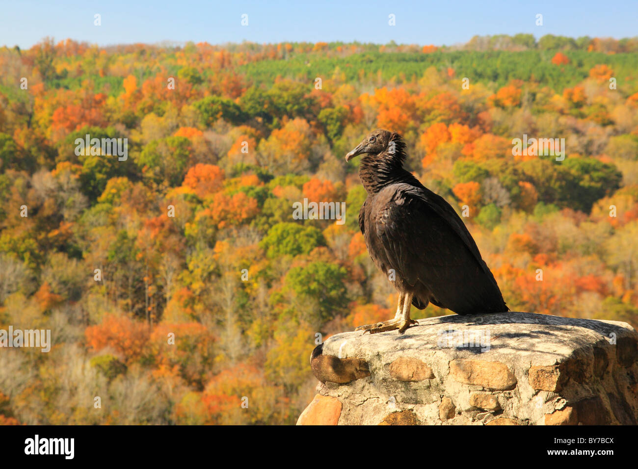 Vulture perched on overlook at Buck's Pocket State Park, Grove Oak ...