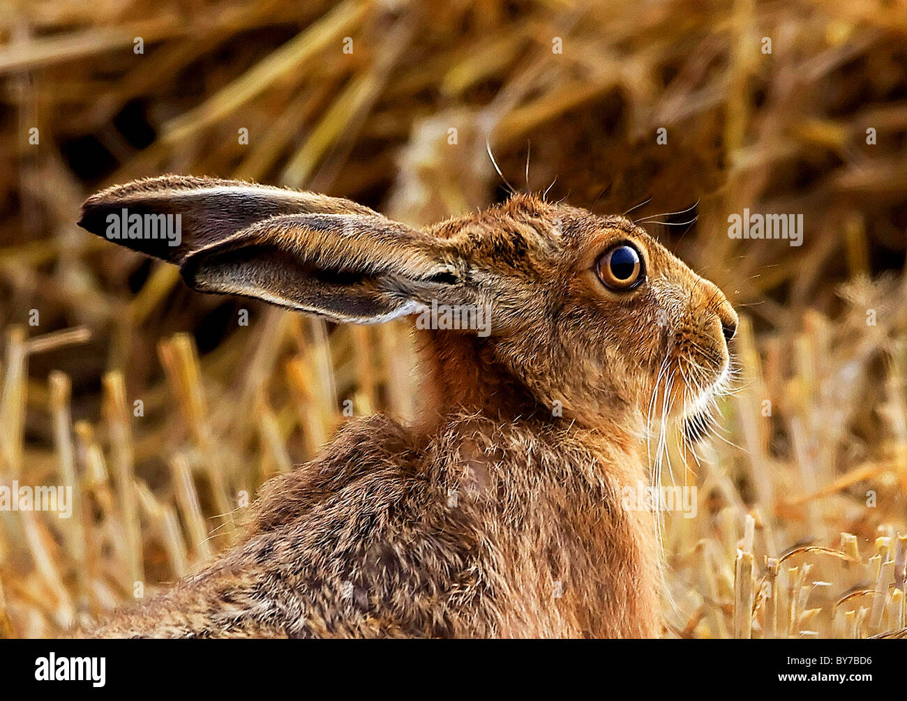 Hare portrait hi-res stock photography and images - Alamy
