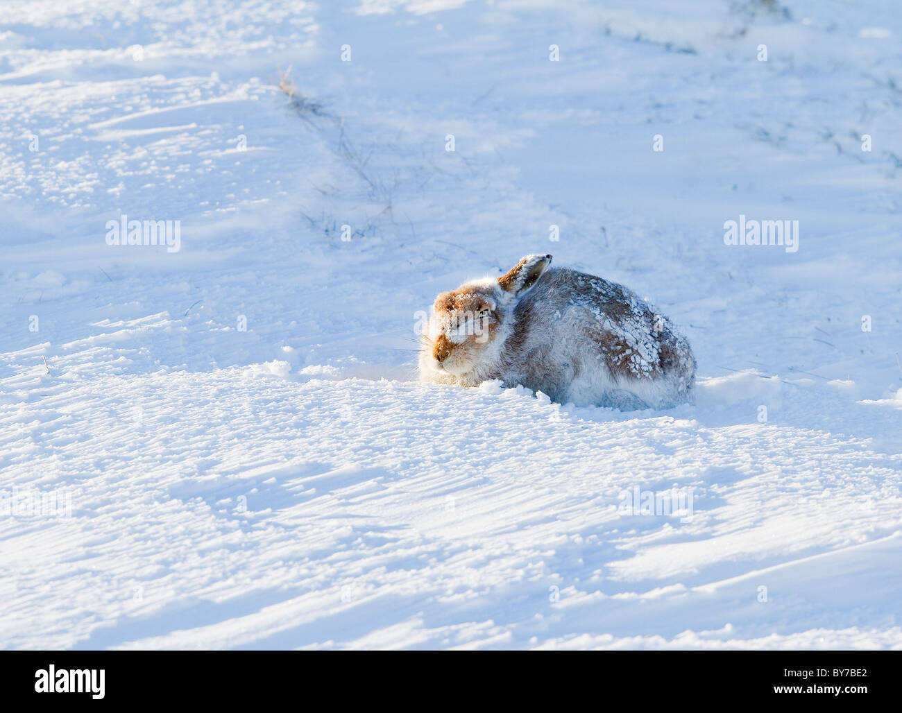 Longformacus hi-res stock photography and images - Alamy