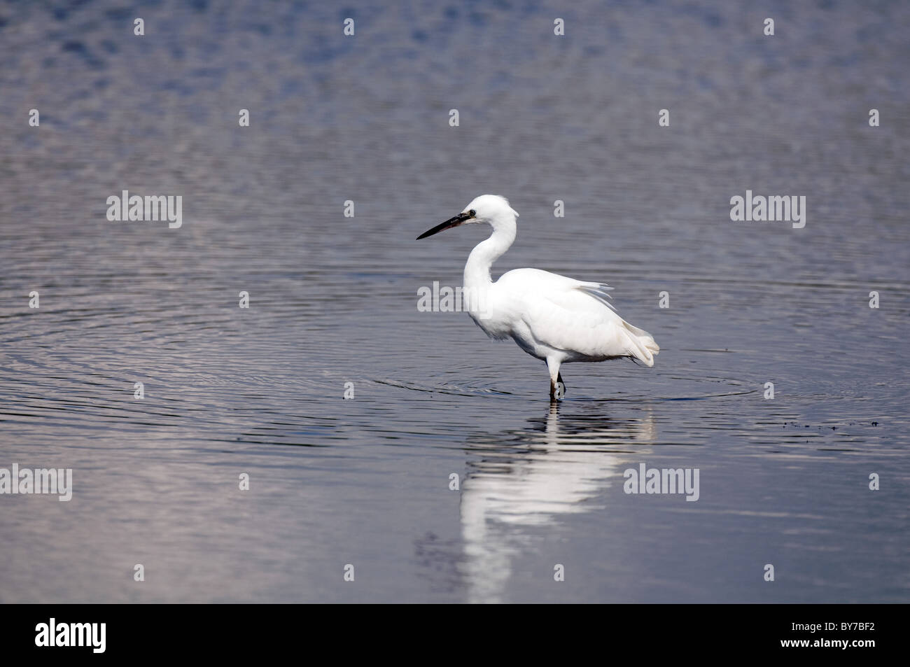Bird with fish in beak Cut Out Stock Images & Pictures - Alamy