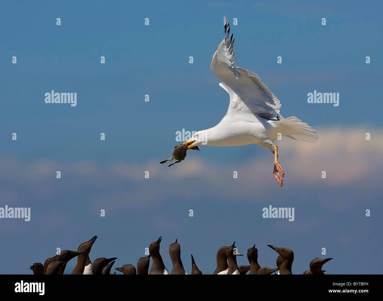 Marauding hi-res stock photography and images - Alamy