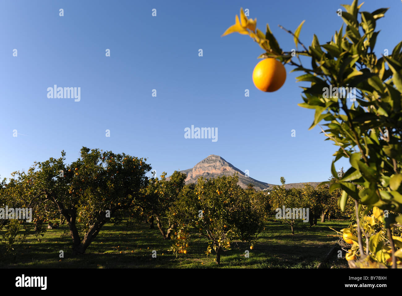 Orange fruit trees spain hi-res stock photography and images - Alamy
