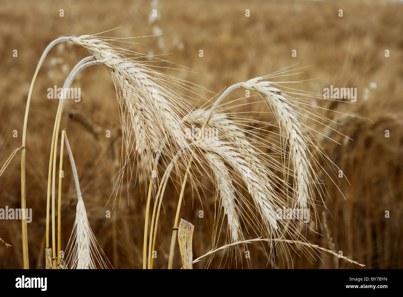 Wheat heads hi-res stock photography and images - Alamy