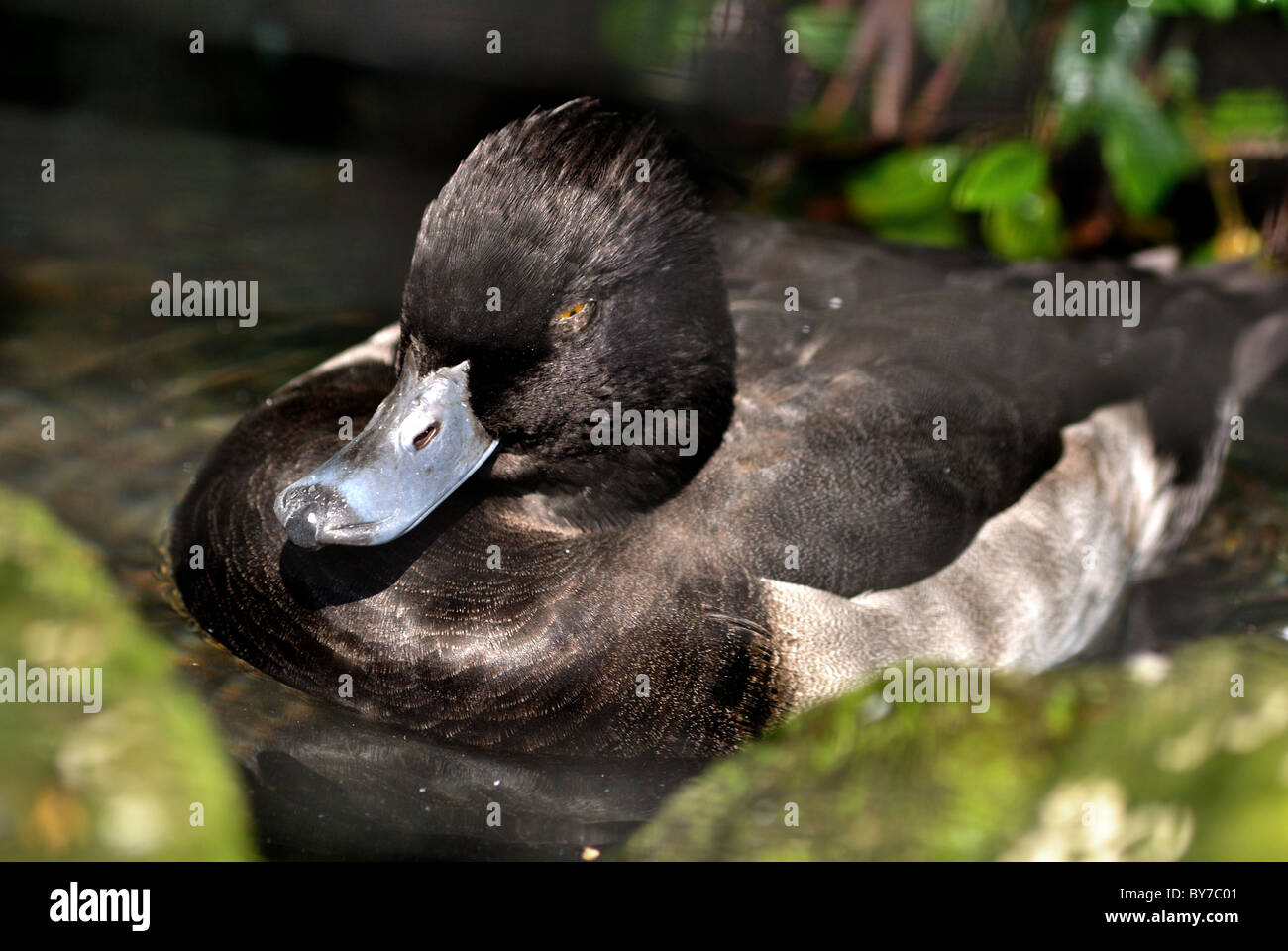 Lazy duck hi-res stock photography and images - Alamy