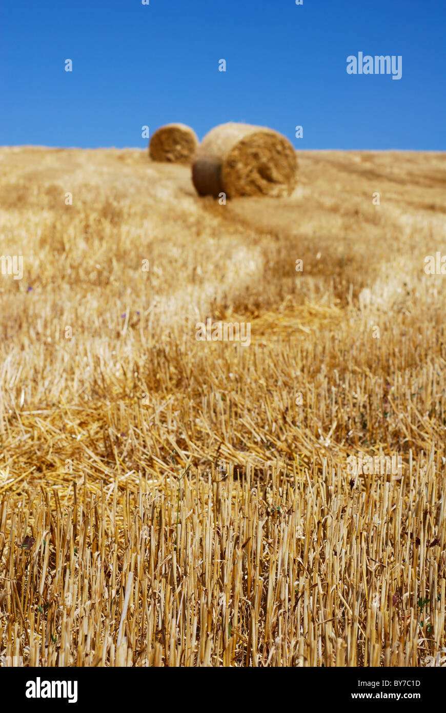 Straw bales among stems under clear blue sky Stock Photo - Alamy