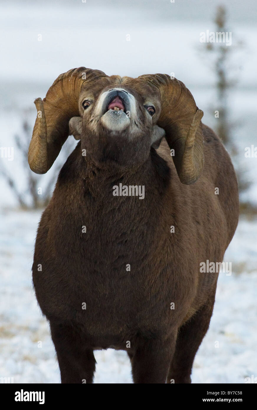 A Bighorn Ram scenting for a female during rutting season Stock Photo ...