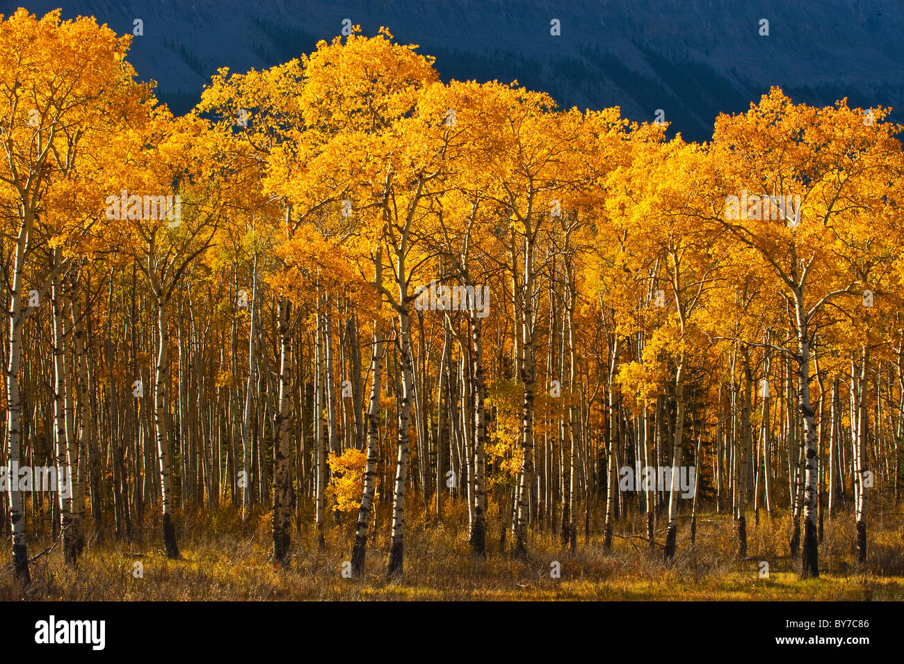 A stand of aspen trees with leaves turned golden yellow Stock Photo - Alamy