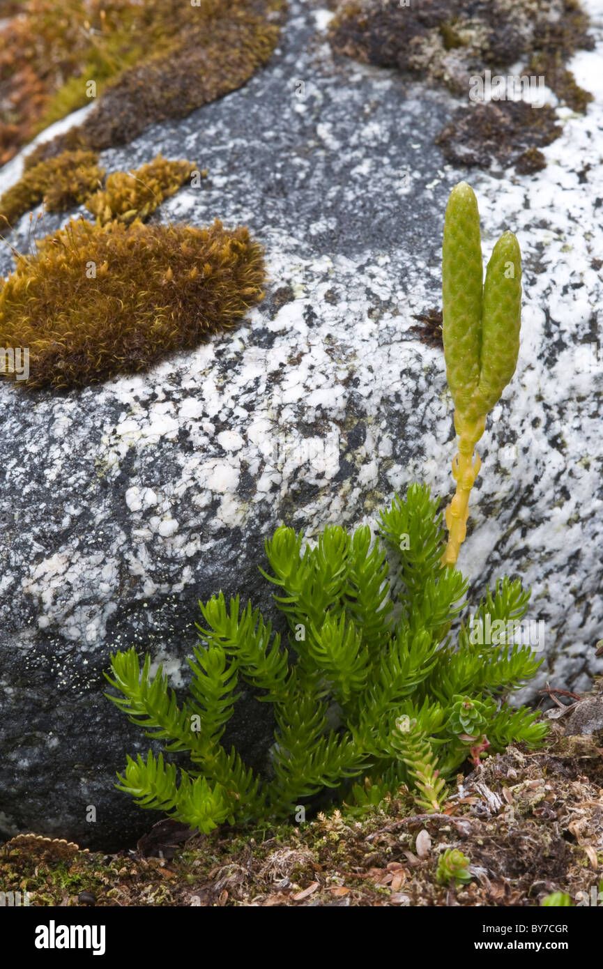 Lycopodium hi-res stock photography and images - Alamy