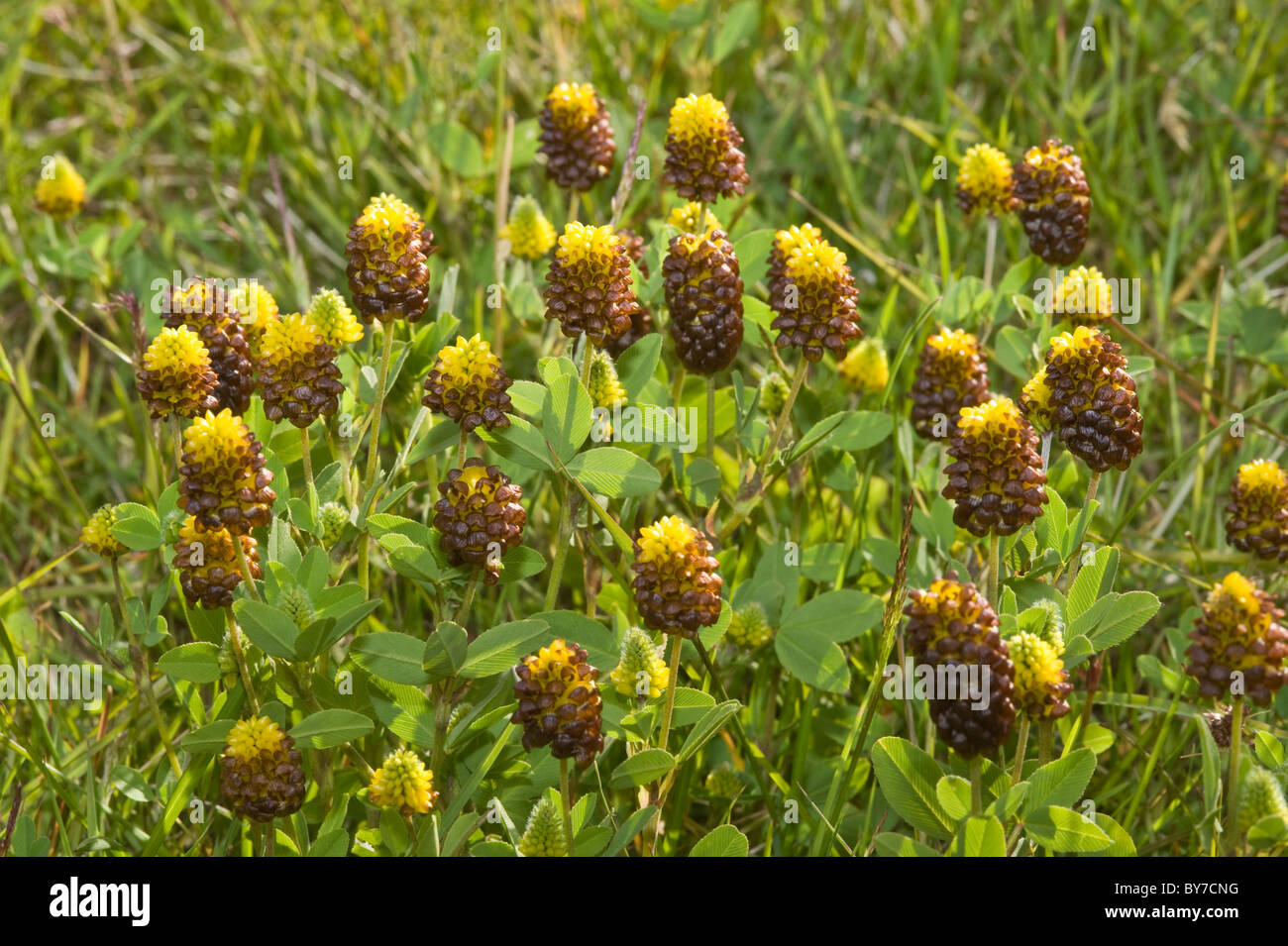 Flowers on the coast of Wulaia Bay Canal Murray Tierra del Fuego ...