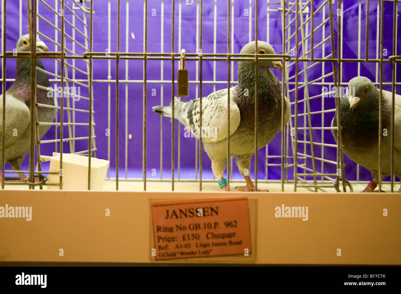 Racing Pigeon High Resolution Stock Photography and Images - Alamy