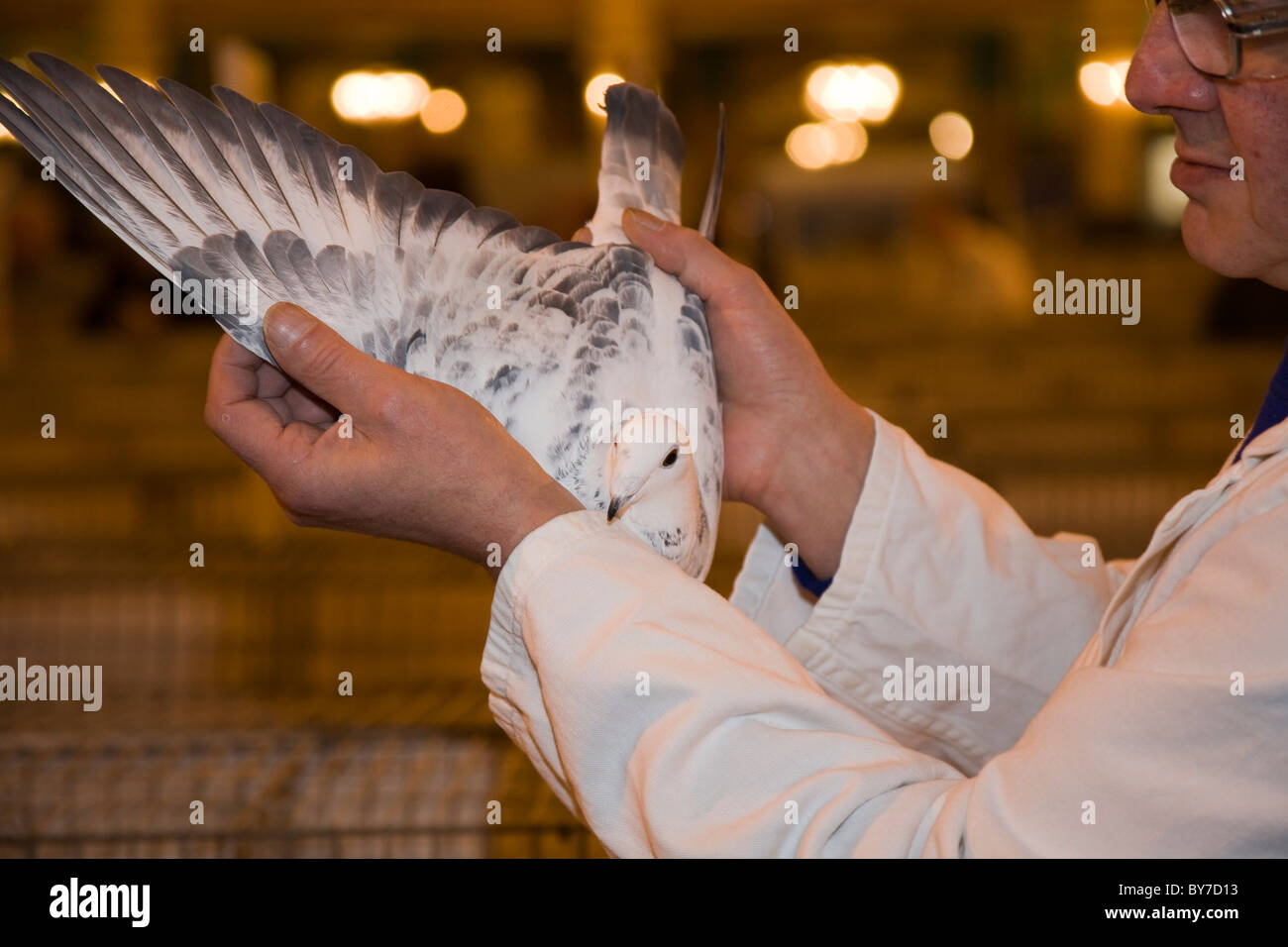 Judging Underway at the British Homing Pigeon World Show of the Year ...