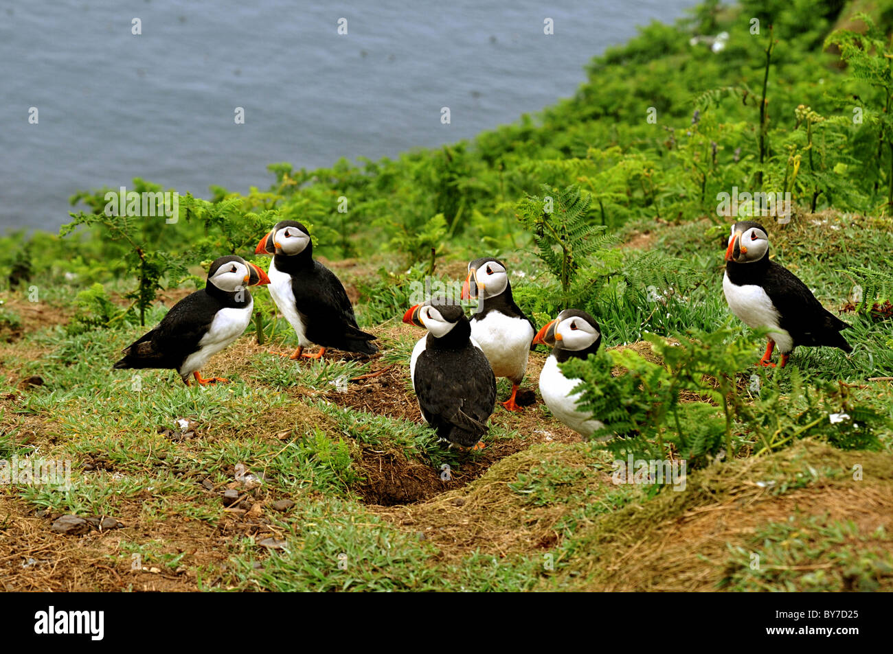 Puffins group of puffins Stock Photo - Alamy