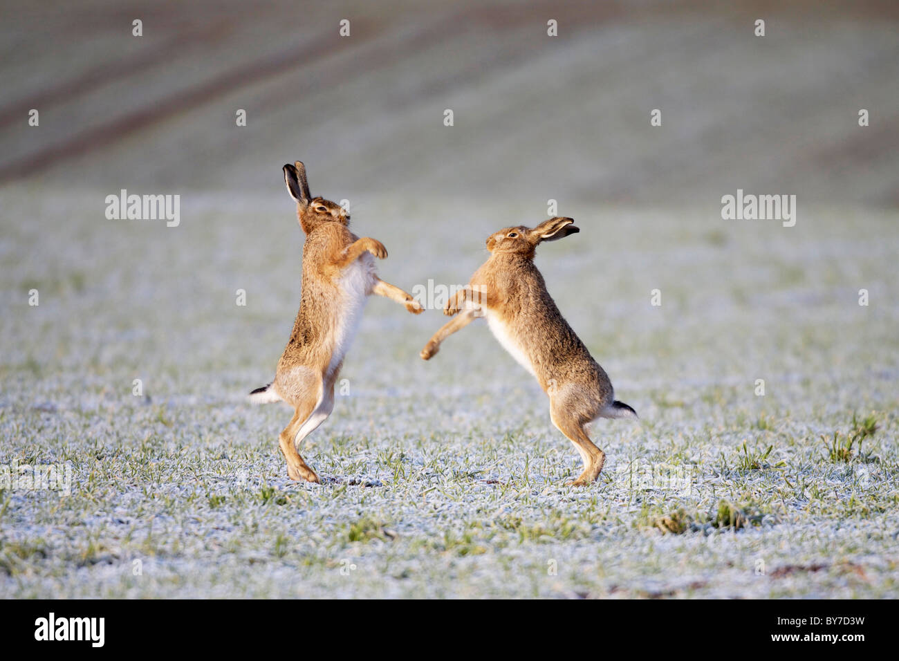 Boxing hares hi-res stock photography and images - Alamy