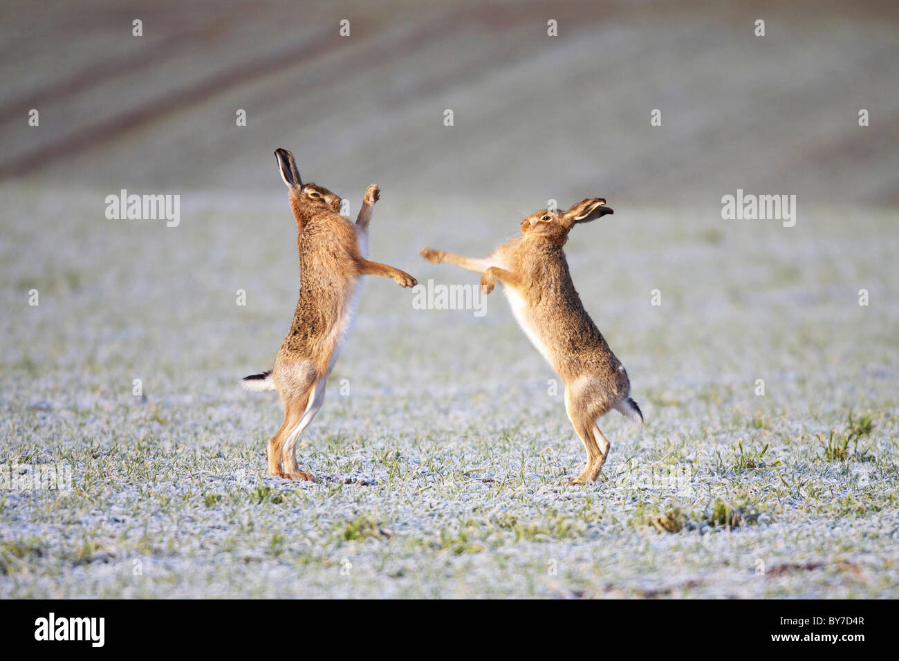 Boxing brown hares hi-res stock photography and images - Alamy