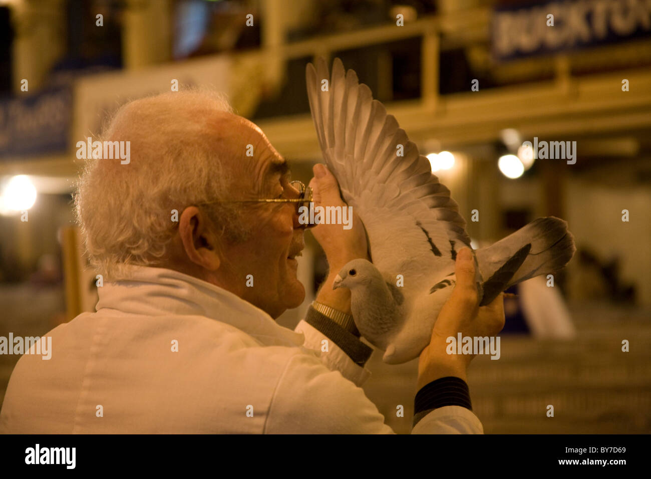Judging Underway at the British Homing Pigeon World Show of the Year ...