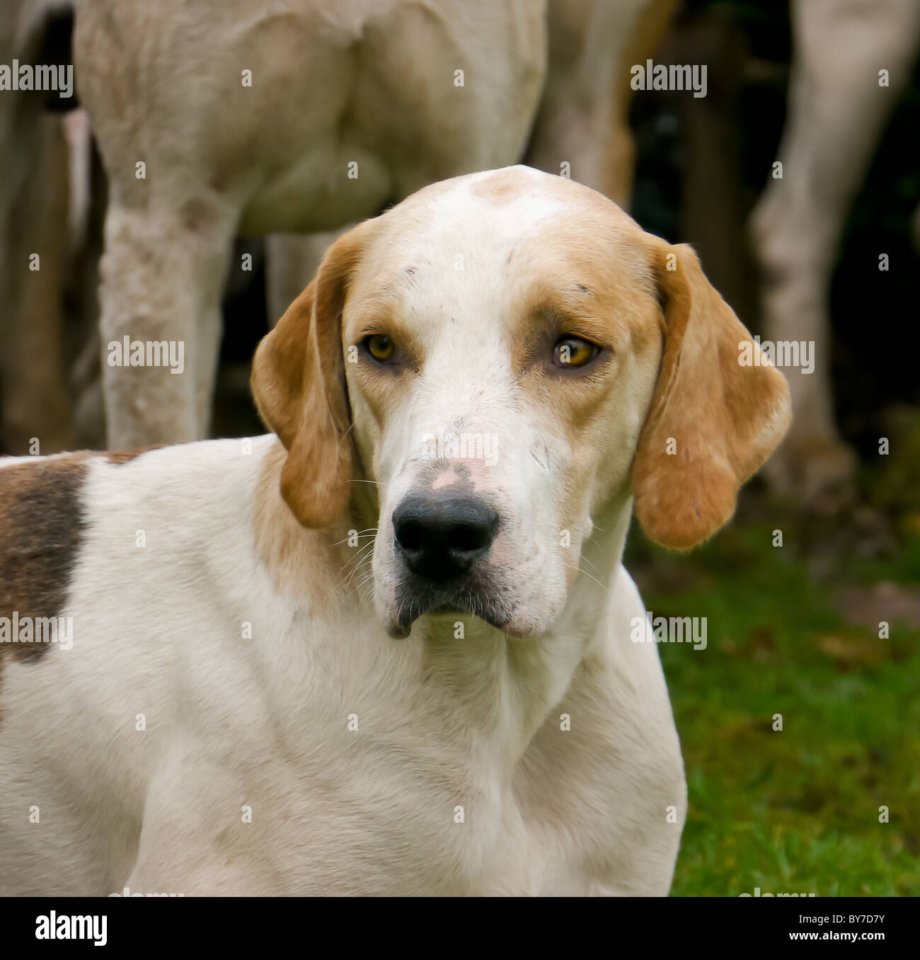 Foxhound hi-res stock photography and images - Alamy