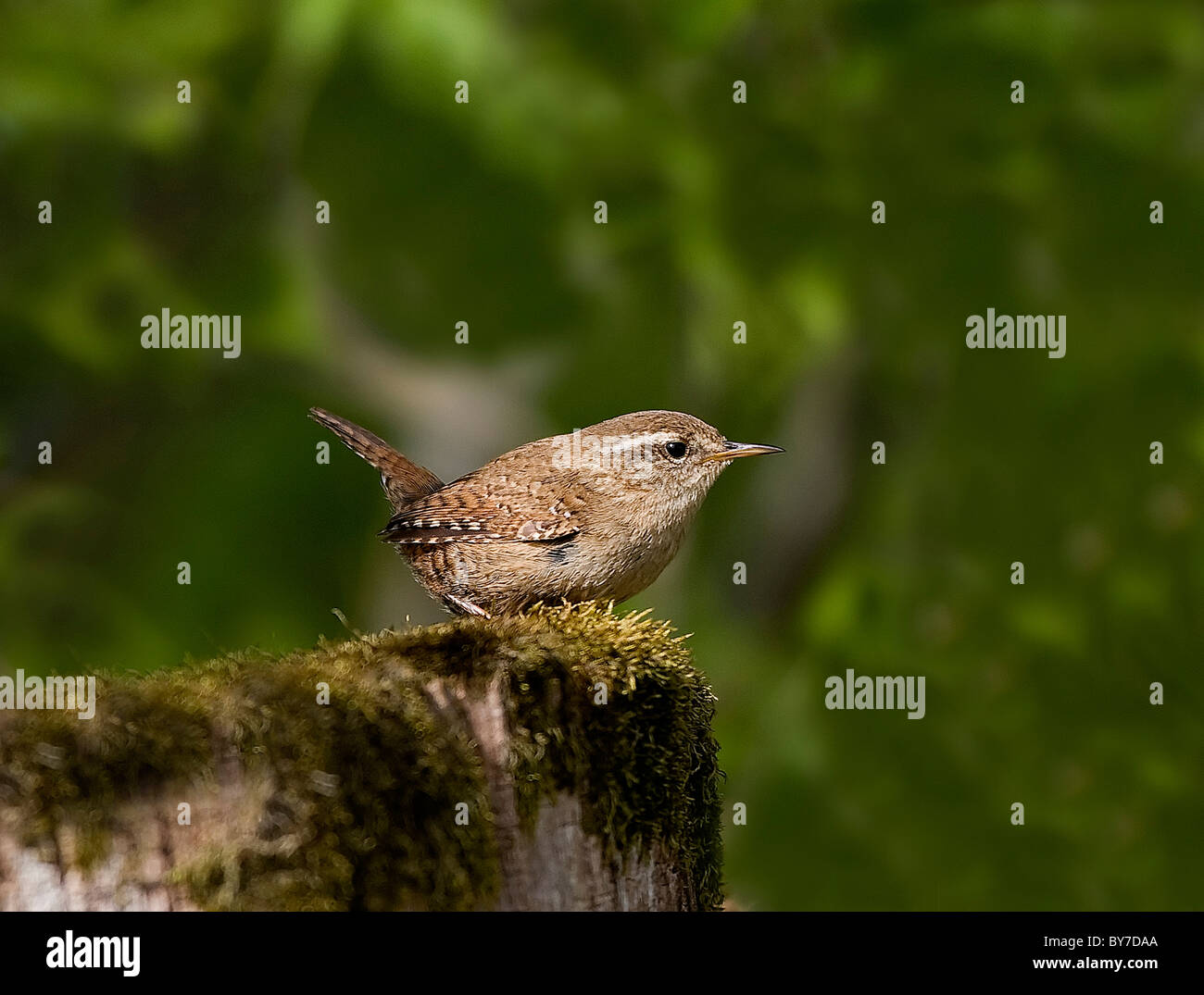 Aggressive manner hi-res stock photography and images - Alamy