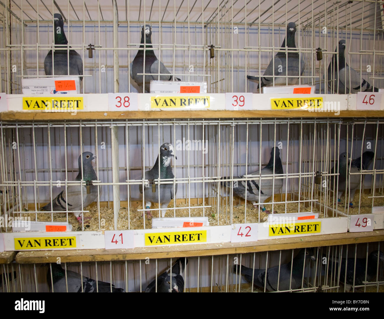Vanreet pigeons hi-res stock photography and images - Alamy