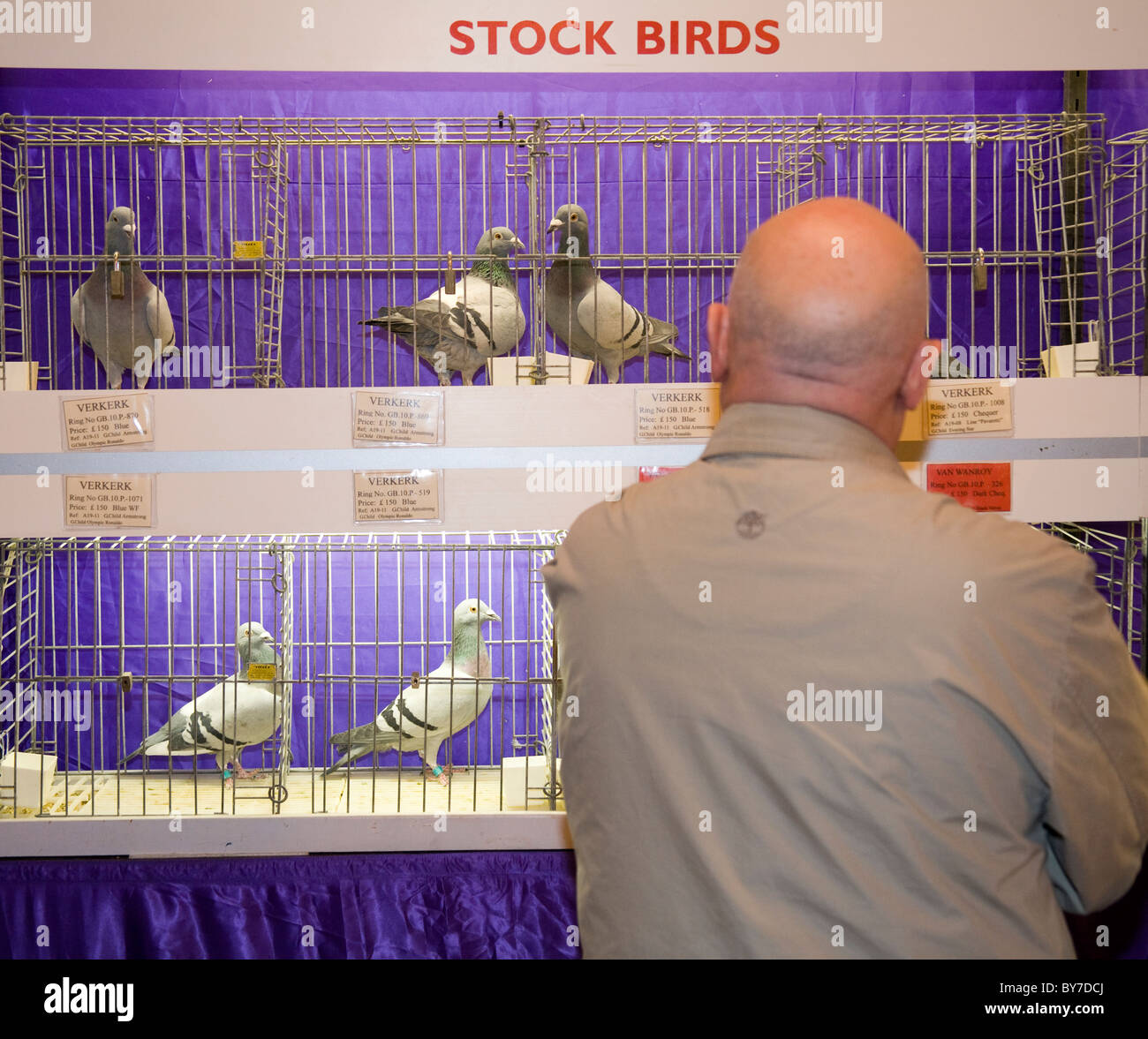 Racing Pigeon High Resolution Stock Photography and Images - Alamy