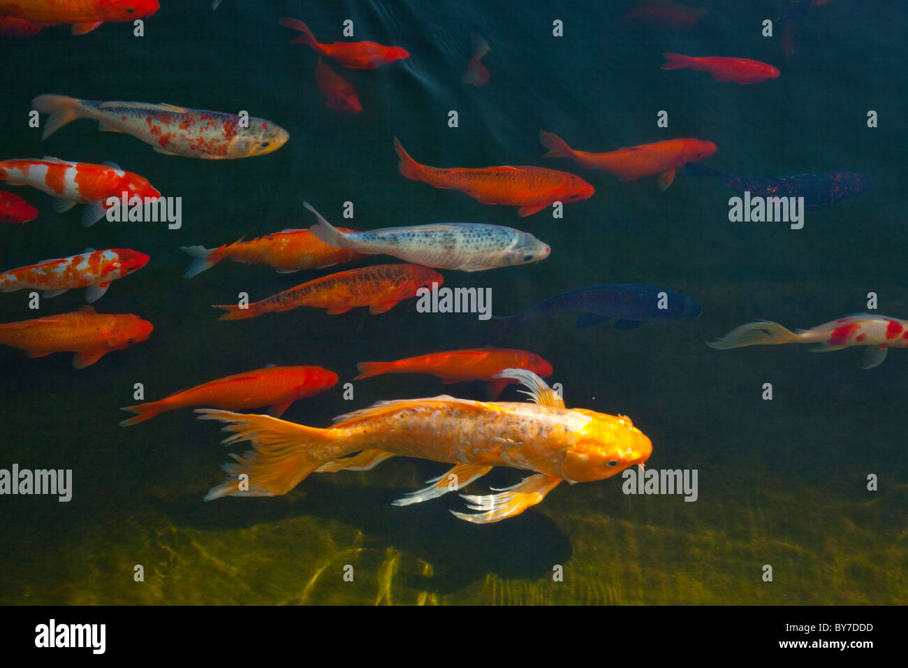 Ornamental fish ponds hi-res stock photography and images - Alamy
