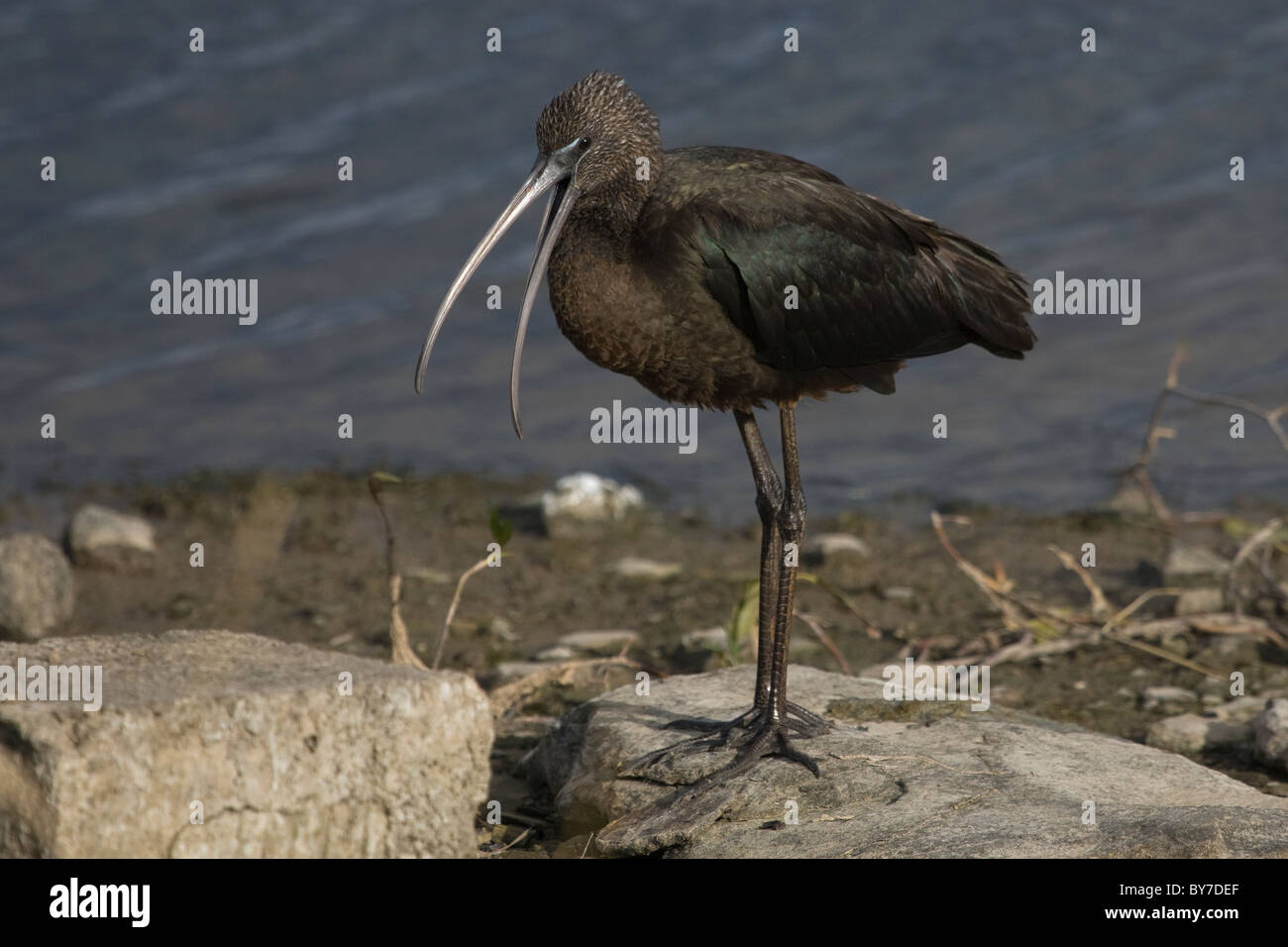Glossy ibis and uk hi-res stock photography and images - Alamy