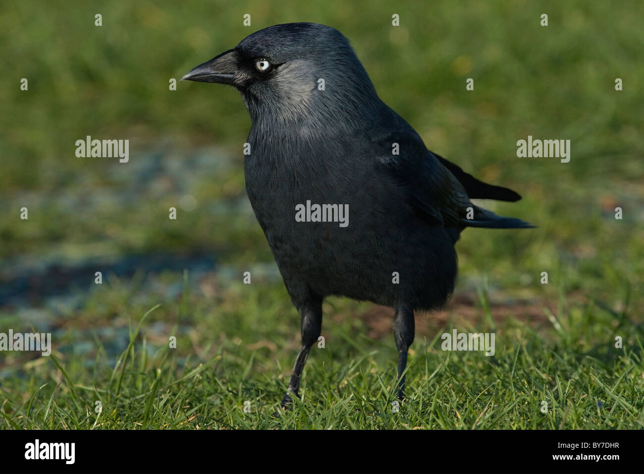 Jackdaw uk hi-res stock photography and images - Alamy